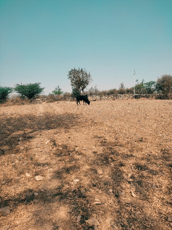 Bull in farm stock image. Image of farm, tree, bull - 243933769