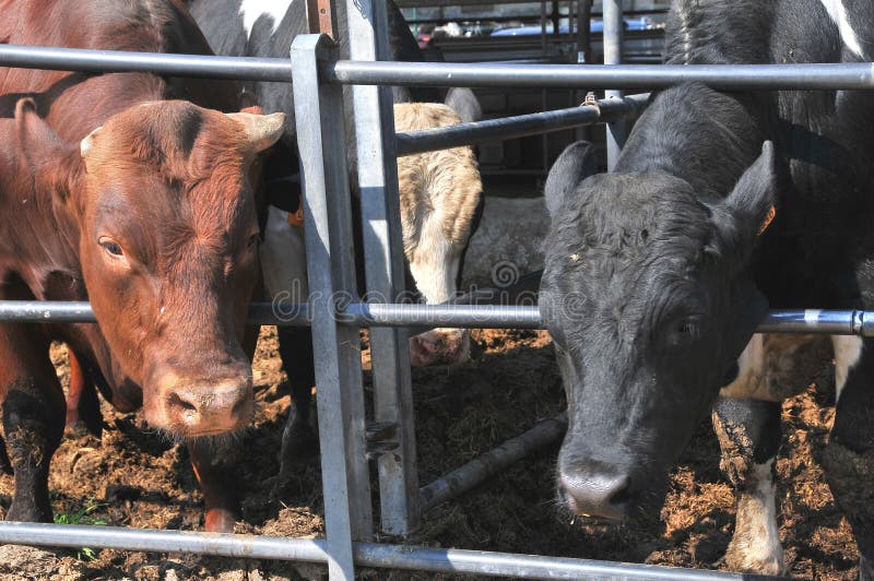 Bull in a farm stock photo. Image of tail, ears, cage - 39949986