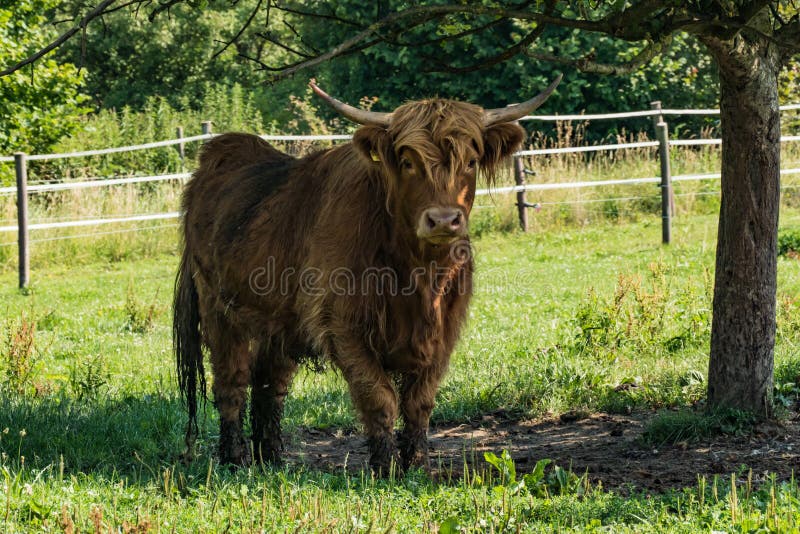 Bull on the farm stock image. Image of watchful, farm - 95791887