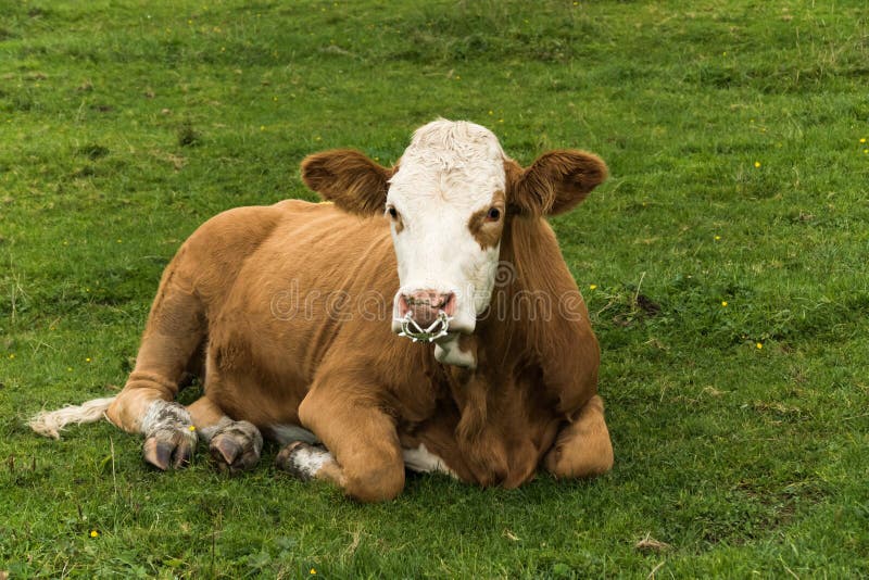 Bull on the farm stock image. Image of cattle, animal - 29630827