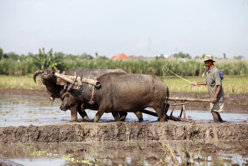 Bull editorial photo. Image of animal, plowing, agriculture - 61321421
