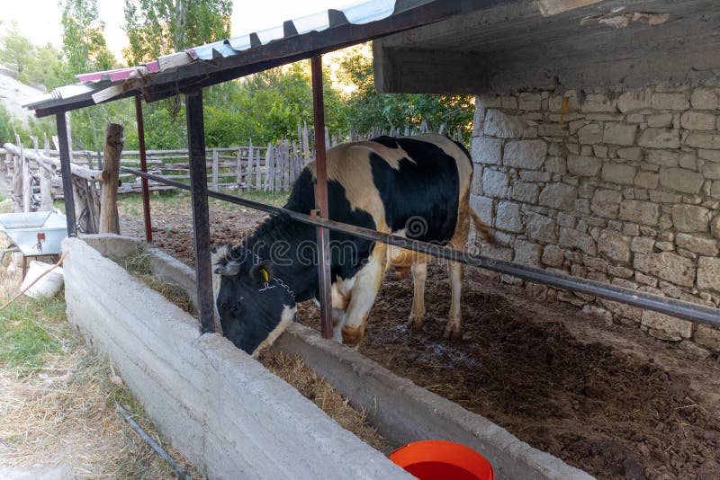 Bull Feeding in Green Trees Stock Image - Image of animal, bovine ...