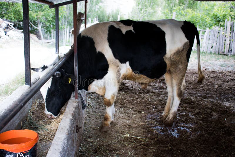 Bull Feeding in Green Trees Stock Image - Image of bison, male: 153794627