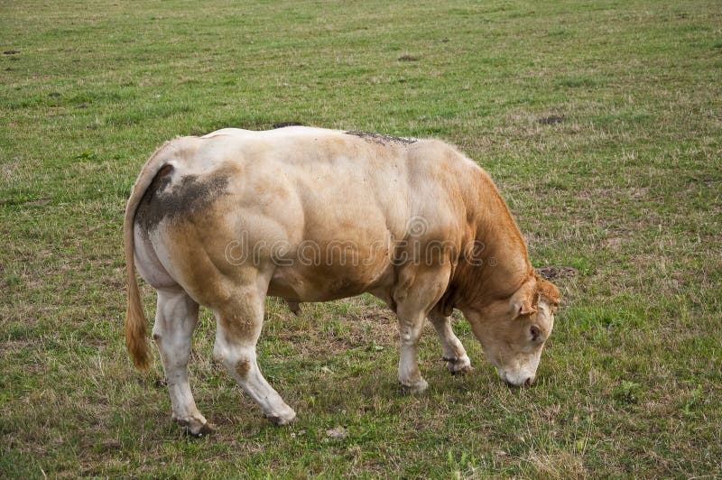 Bull in field stock photo. Image of cattle, green, countryside - 17171378