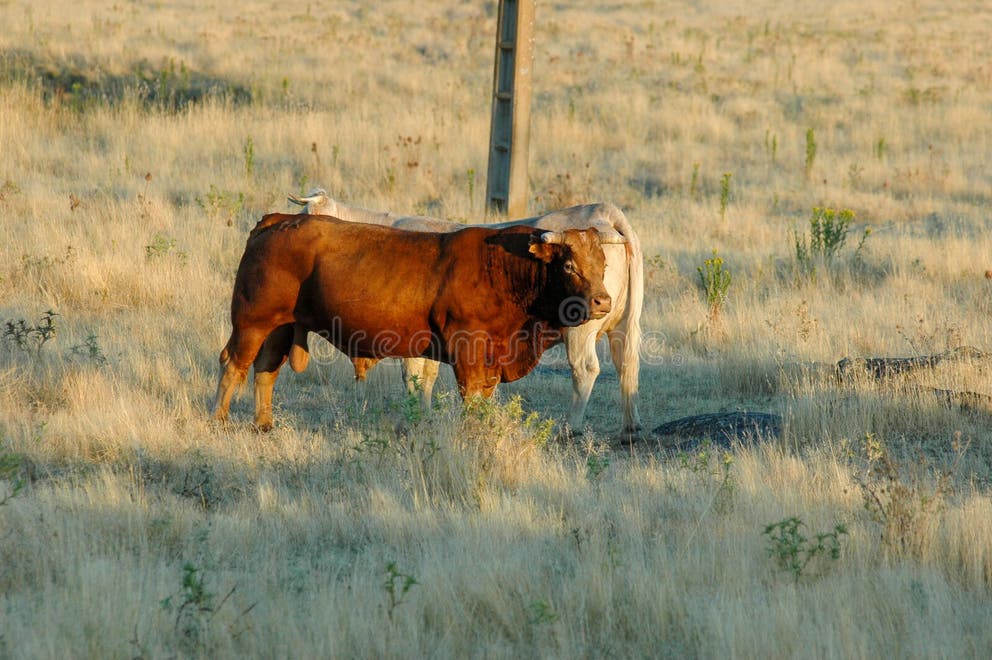 Bull in the field stock photo. Image of horned, bull - 366637784