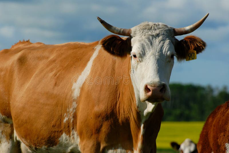 Bull in Field stock photo. Image of ruminant, field, grass - 5763484