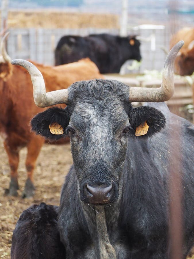 Bull in the Field, Aragon Spain Stock Image - Image of field, animals ...