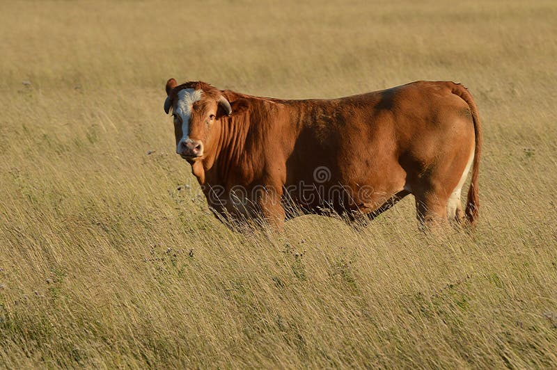 Bull in a Field stock image. Image of bovine, pasture - 40857133