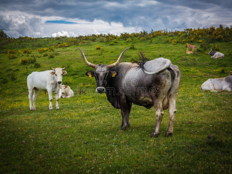 Proud Bull stock photo. Image of steer, breeding, powerful - 5382222
