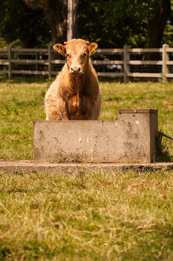 Bull in a field stock image. Image of agriculture, farm - 32346299