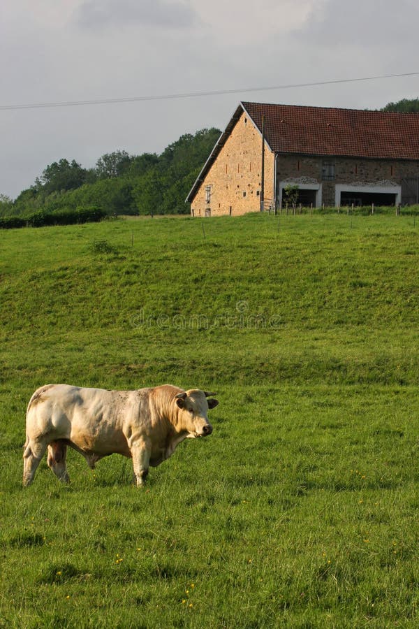 Bull in the fields stock image. Image of bovine, meadow - 25109973