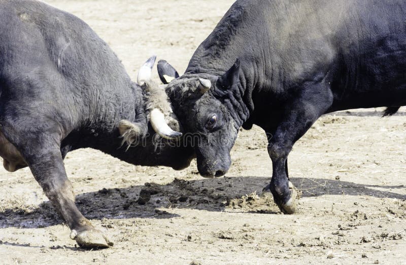 Bull Fight Stock Photos - Download 6,307 Royalty Free Photos