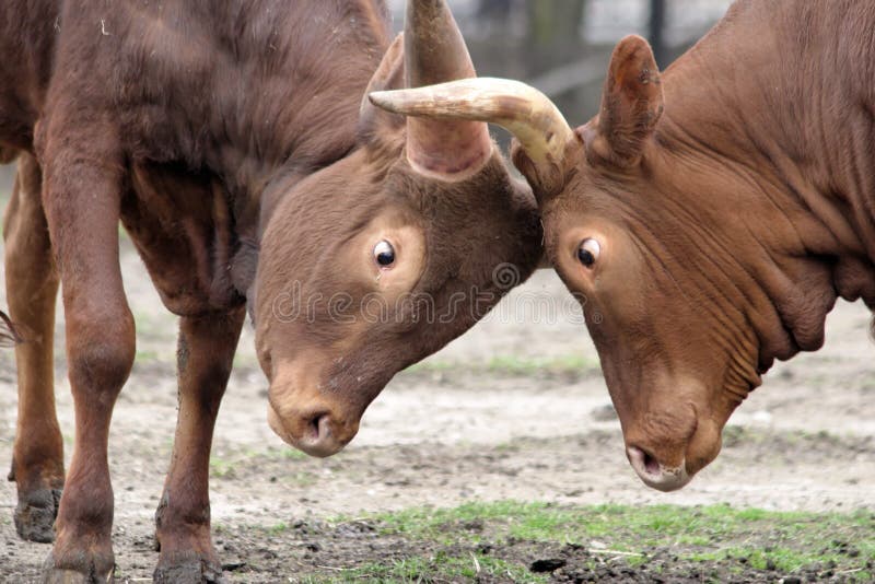 Bull fighting stock image. Image of attack, farming, seville - 5649419