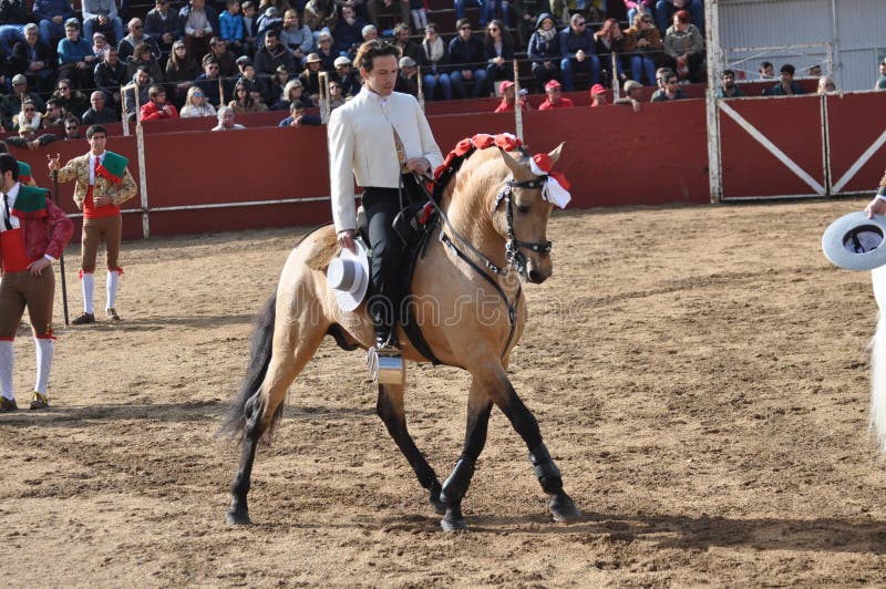 Working Equitation Horse Close Up Editorial Stock Photo - Image of ...