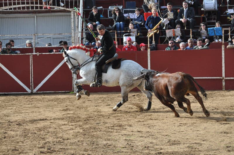 Bull fighting horse editorial stock photo. Image of bull - 91547853