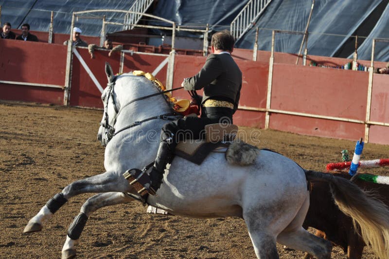 Bull fighting horse editorial photo. Image of equitation - 91550006