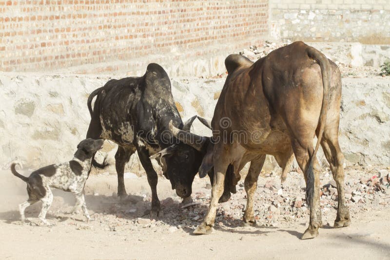 Bull fighting stock photo. Image of mean, farm, wild - 103556632