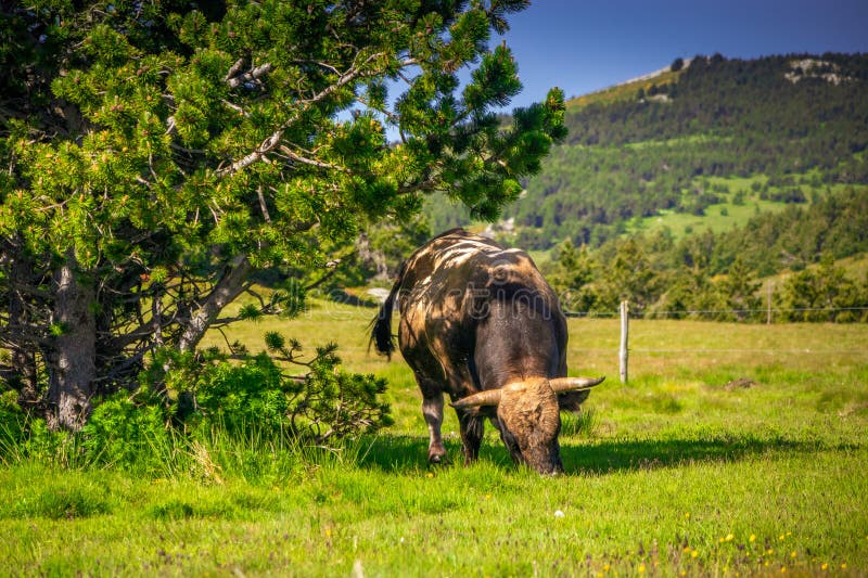 Bull at Font Romeu in the Pyrenees Stock Image - Image of freedom ...