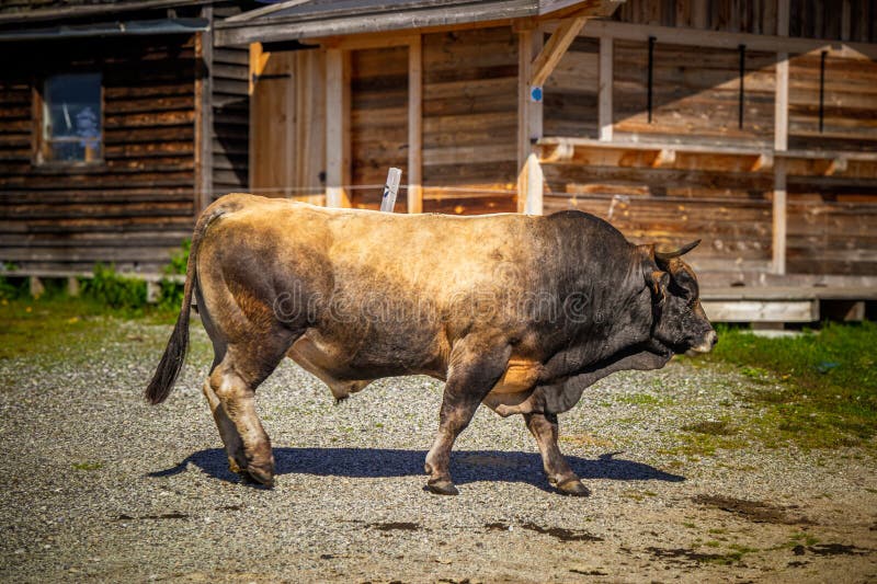 Bull at Font Romeu in the Pyrenees Stock Image - Image of bull, pasture ...