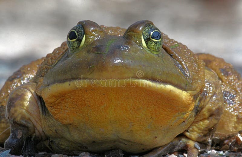 Bull frog eye stock image. Image of nose, living, marsh - 561493