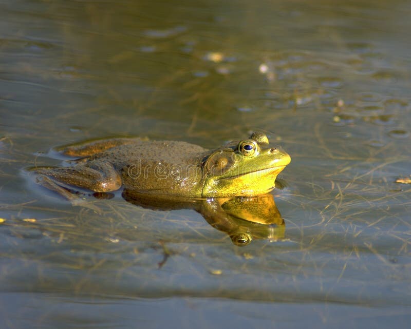 Bull Frog stock photo. Image of floating, nature, frog - 726120