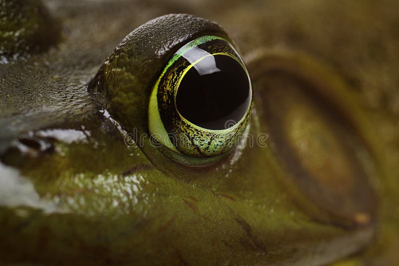 Bull Frog eye stock photo. Image of juvenile, river, alone - 43033622