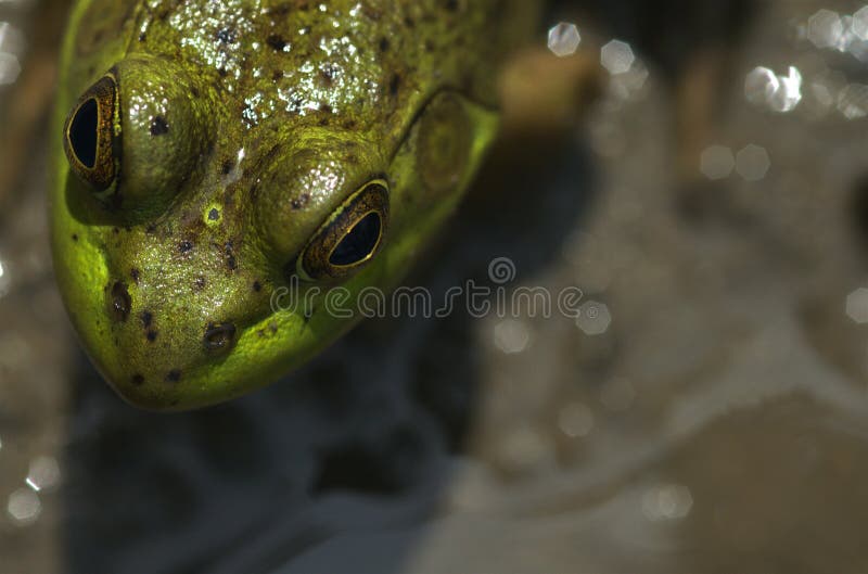 Bull Picture. Image: 8927017