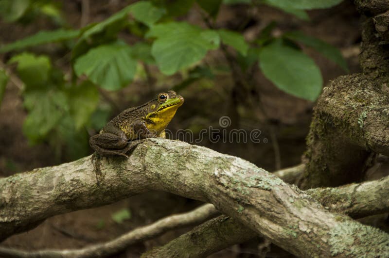 Bull Frog stock image. Image of face, nature, toad, animal - 41973053
