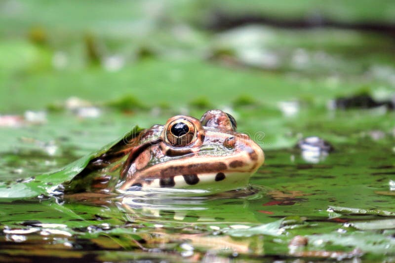 Muddy green bull frog stock image. Image of lake, swamp - 85936555