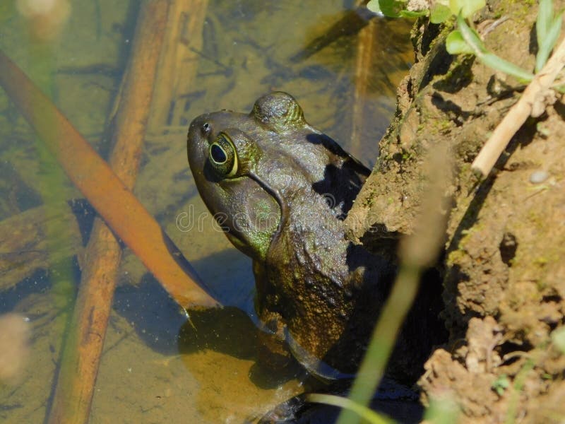 Bull Frog in the Pond stock photo. Image of foundation - 120739426