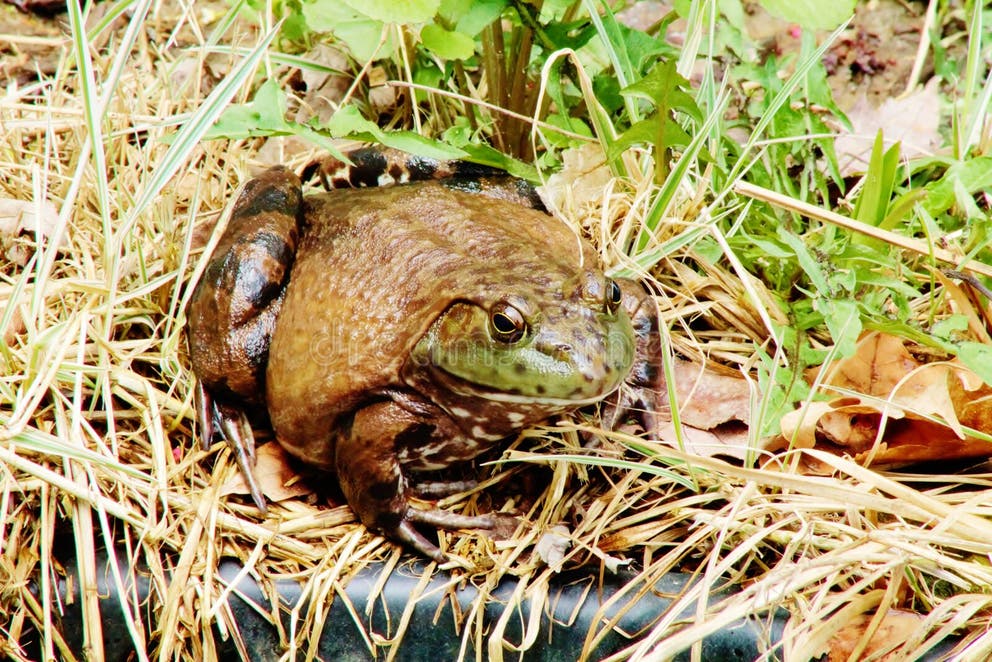 Bull Frog stock photo. Image of weeds, brown, bull, mouth - 52577788
