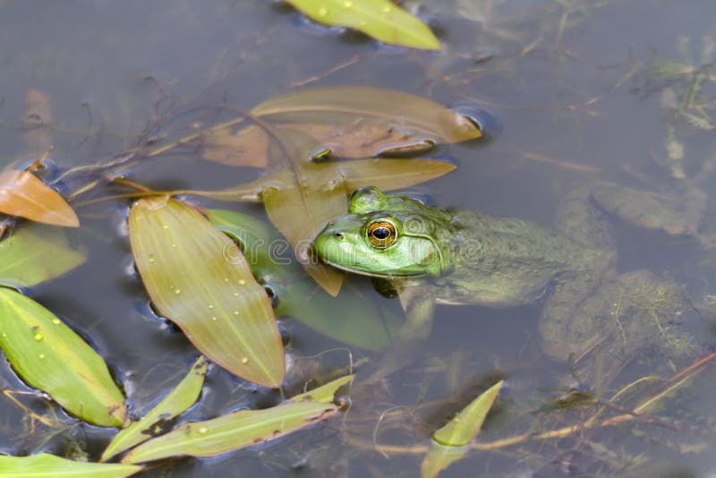 Bull Frog Waiting on Dinner Stock Image - Image of green, sunning: 55374083