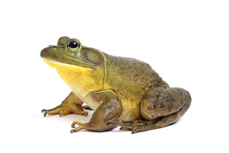 Bull Frog stock photo. Image of isolated, individual - 43033596