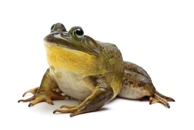 Bull Frog stock photo. Image of amphibian, outdoors, jump - 43033604