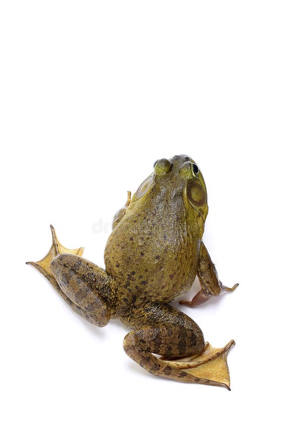 Bull Frog stock photo. Image of outdoors, marsh, animal - 43033608