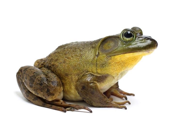 Bull Frog stock photo. Image of outdoors, marsh, animal - 43033608