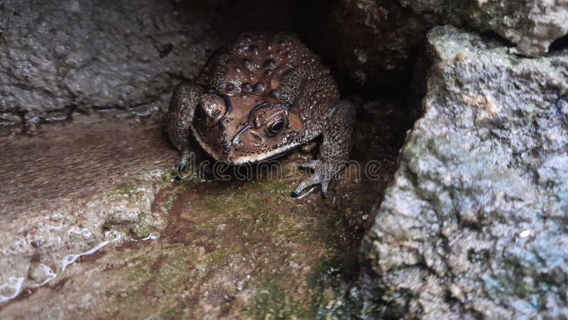 Bullfrogs from Indonesia, West Java Stock Photo - Image of frog, cave ...