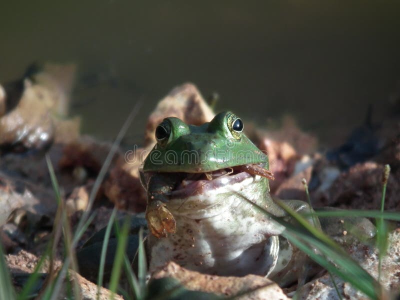 Two Frogs Eating One Butterfly Stock Image - Image of humorous, monkey ...