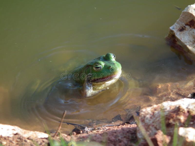 Bull Frogs stock photo. Image of hard, heron, exstinction - 43611774