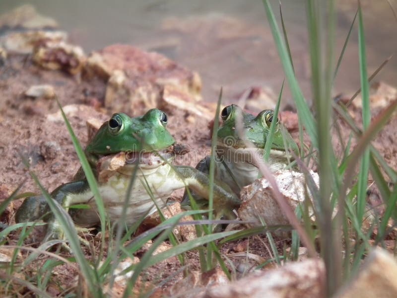 Bull Frogs stock image. Image of large, created, hard - 43611541