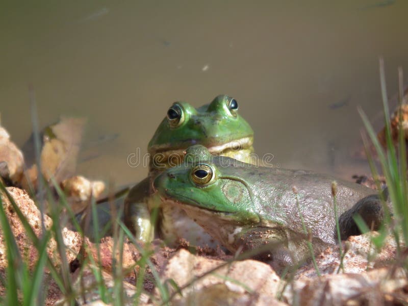 Bull Frogs stock photo. Image of bull, jumping, cause - 43611642