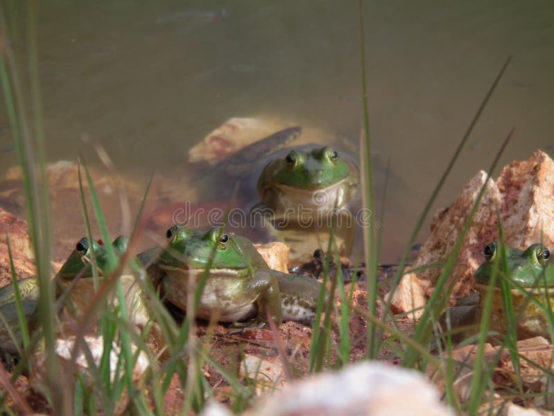 Bull Frogs stock photo. Image of hard, heron, exstinction - 43611774