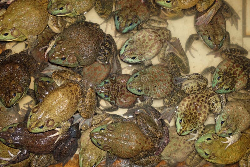 Bull Frogs stock photo. Image of food, wildlife, water - 31615408