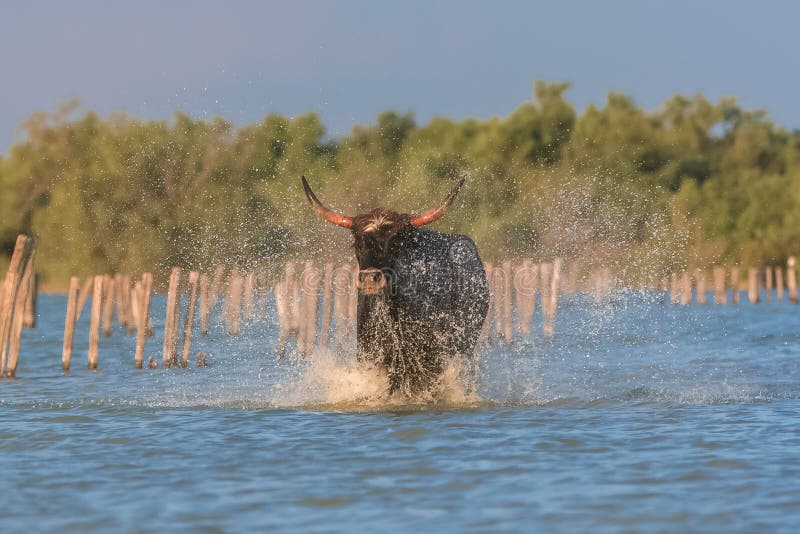 Bull galloping stock photo. Image of beautiful, background - 130901500