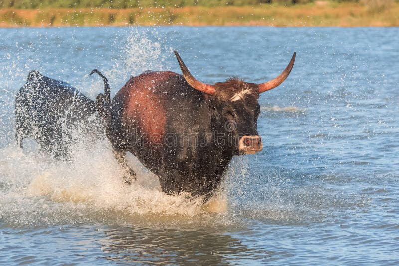 Bull Galloping in the Water Stock Image - Image of male, fast: 130904737
