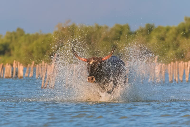 Bull Galloping in the Water Stock Image - Image of bull, galloping ...