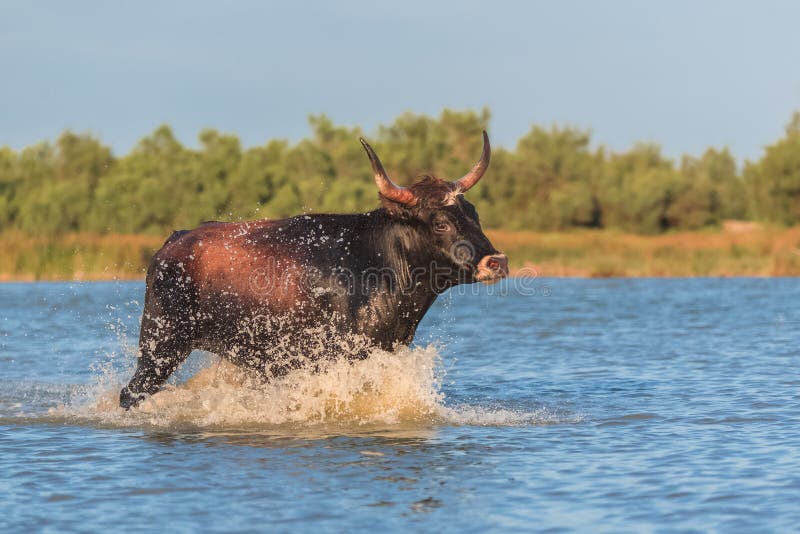 Bull galloping stock photo. Image of head, aggression - 130901608