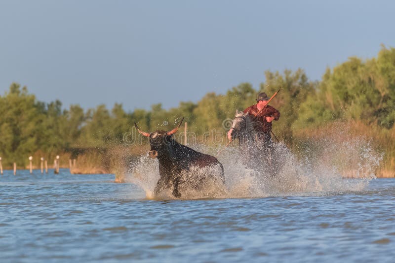 Bull galloping stock image. Image of black, lake, herdsman - 130901585