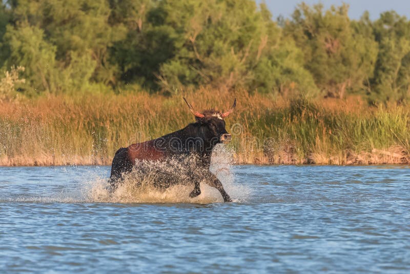 Bull galloping stock photo. Image of horns, meadow, fast - 130901592