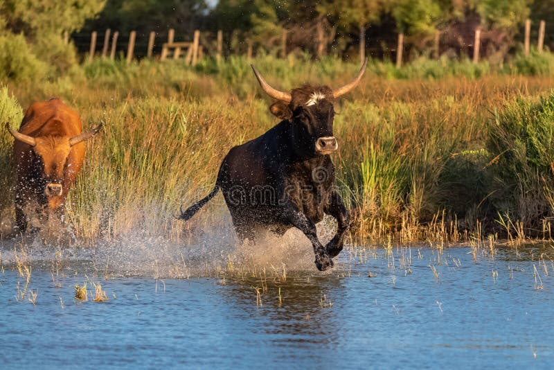Buffalo Charging Through A Stream Stock Photo - Image of action ...